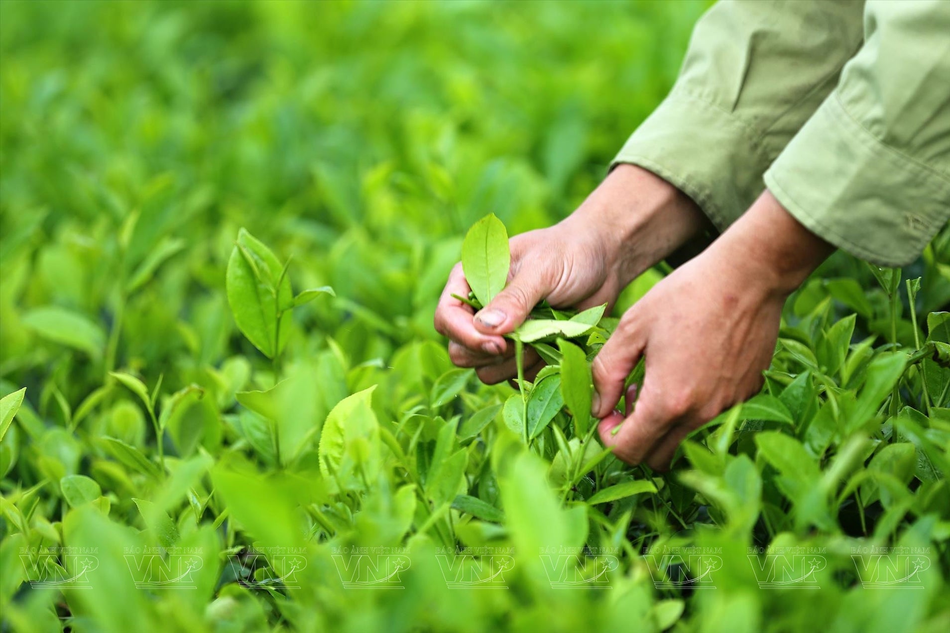 Thanh Sơn: Where Tea Leaves Become Elixir — TONKIN HANDICRAFT